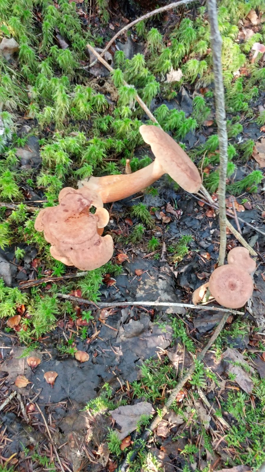 L’identification des champignons - L’Hebdo Mékinac Des Chenaux