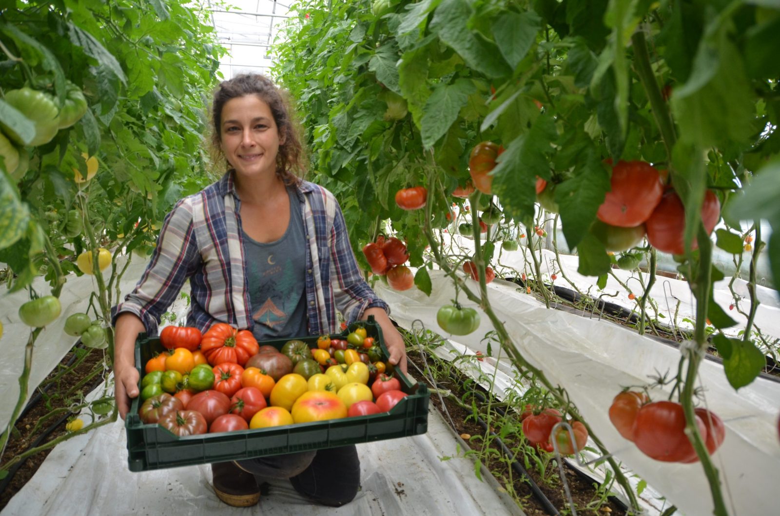 Mélanie Villemaire : gardienne du patrimoine de la tomate - L’Hebdo ...