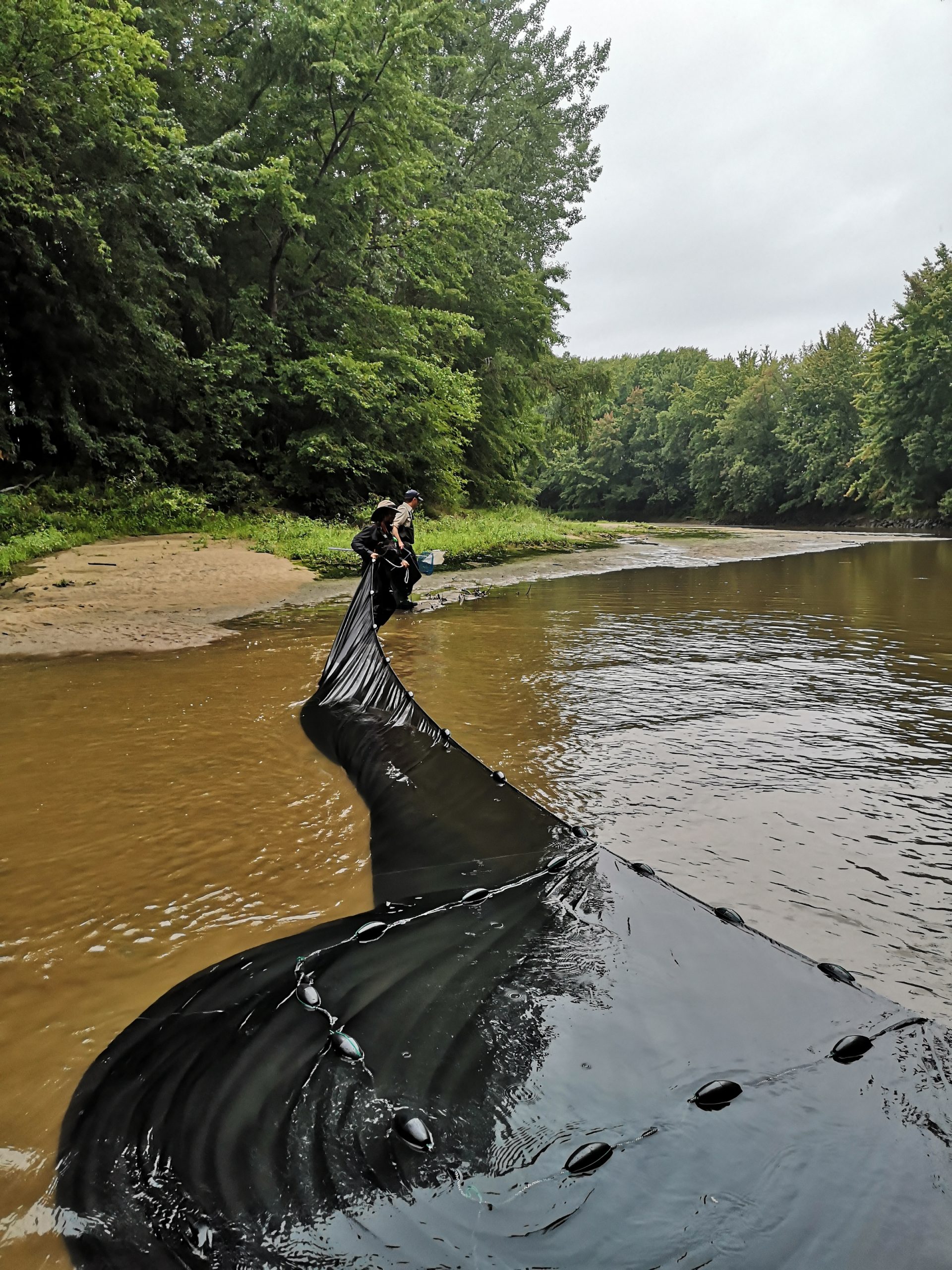 La SAMBBA à la rescousse d'une espèce de poisson menacée - L’Hebdo ...